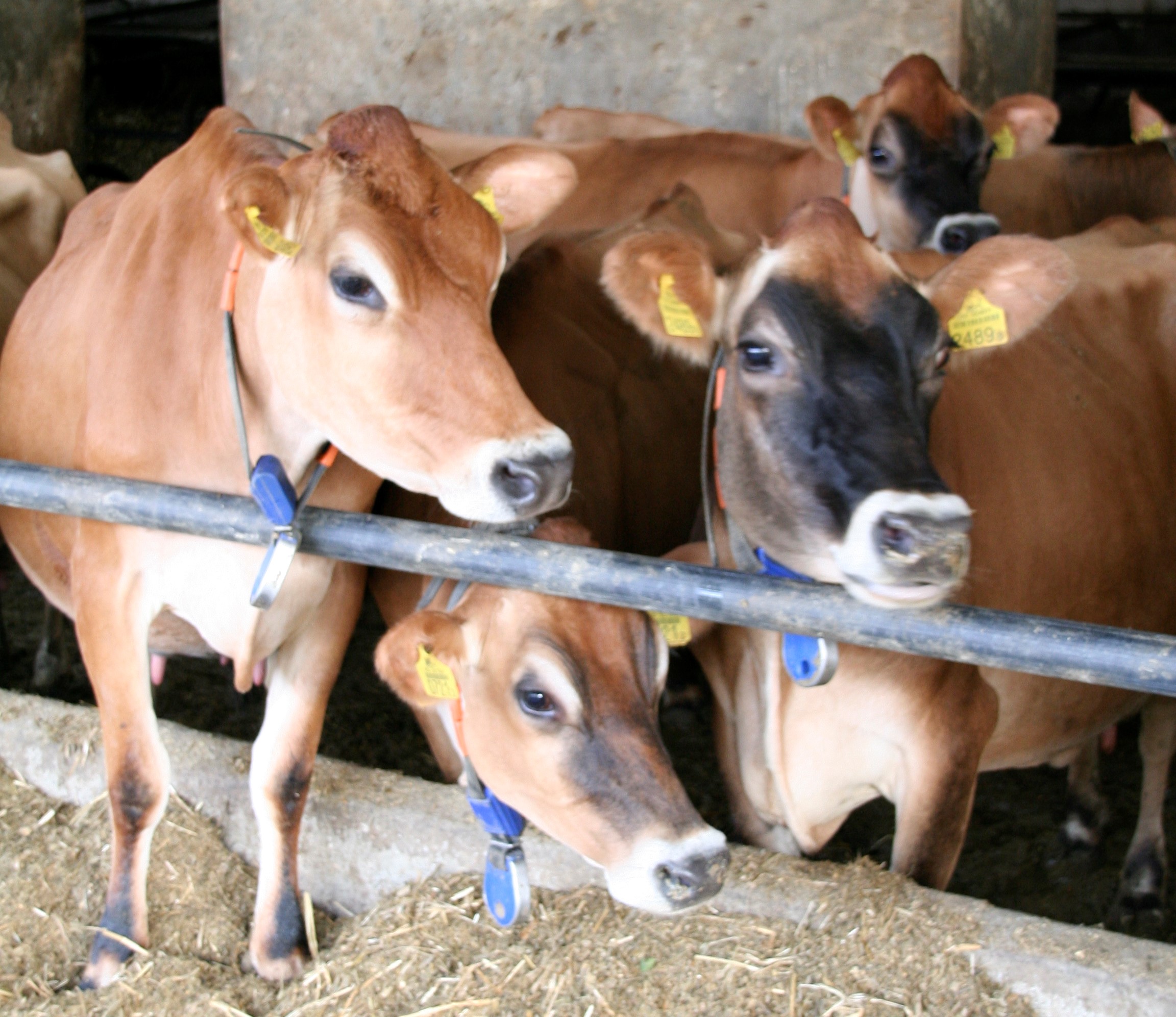 100-tysięcznice rasy Jersey w Szwajcarii – Hodowla i Chów Bydła